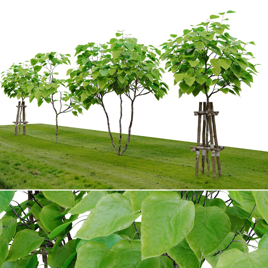 Catalpa Tree 3D Model - TurboSquid 1930684