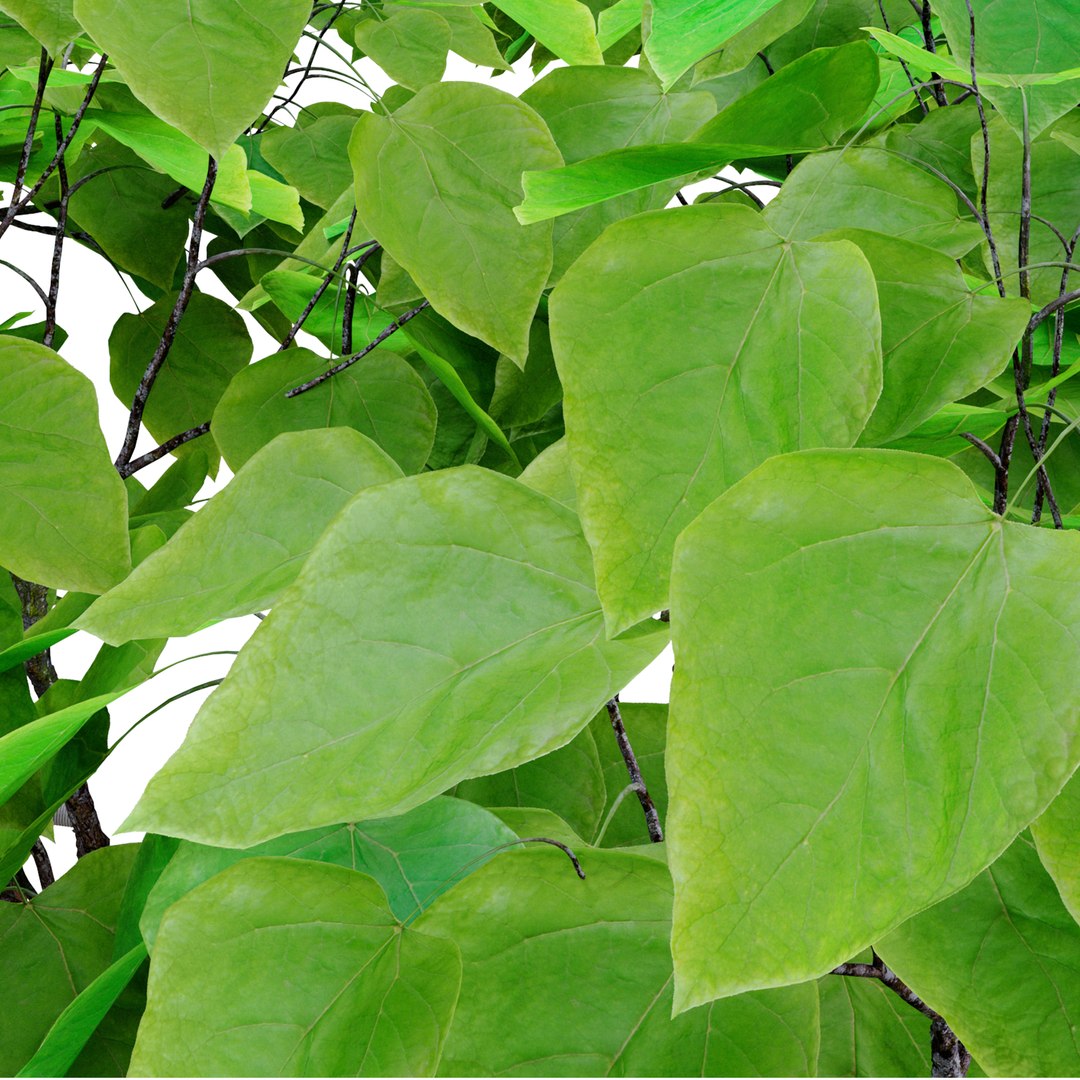 Catalpa Tree 3D Model - TurboSquid 1930684