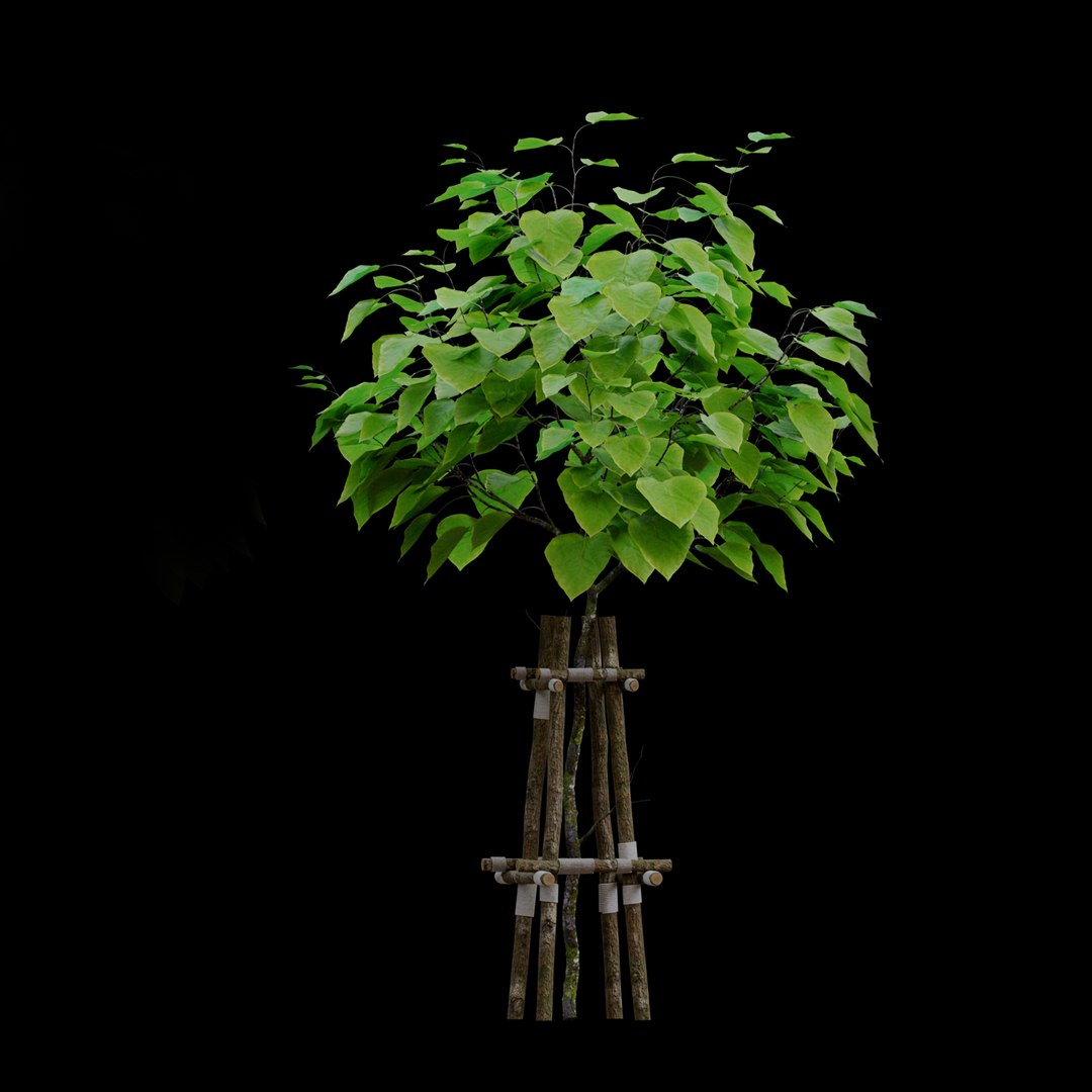Catalpa Tree 3D Model - TurboSquid 1930684