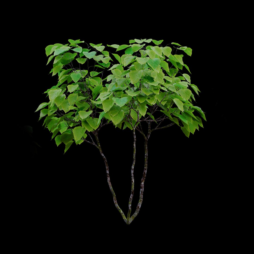 Catalpa Tree 3D Model - TurboSquid 1930684