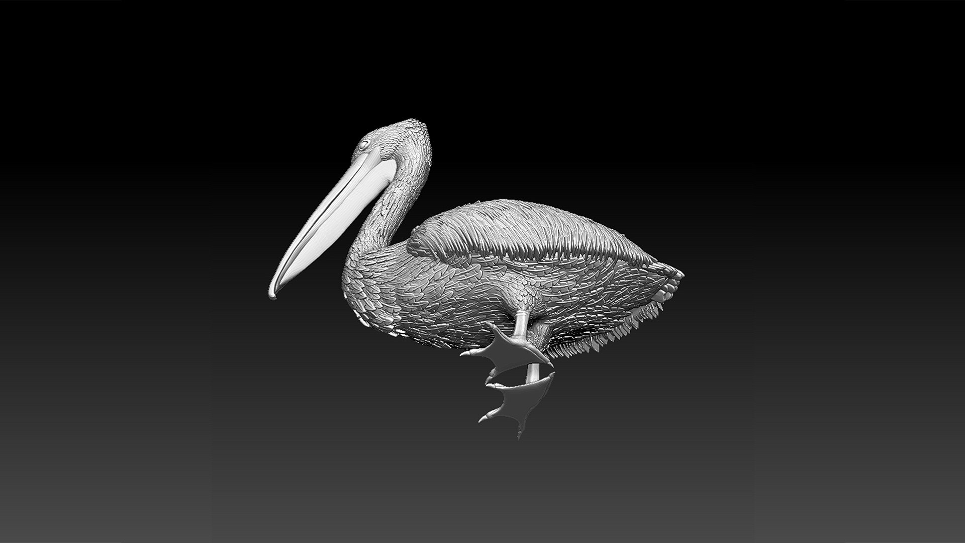 Pelican model - TurboSquid 1901454