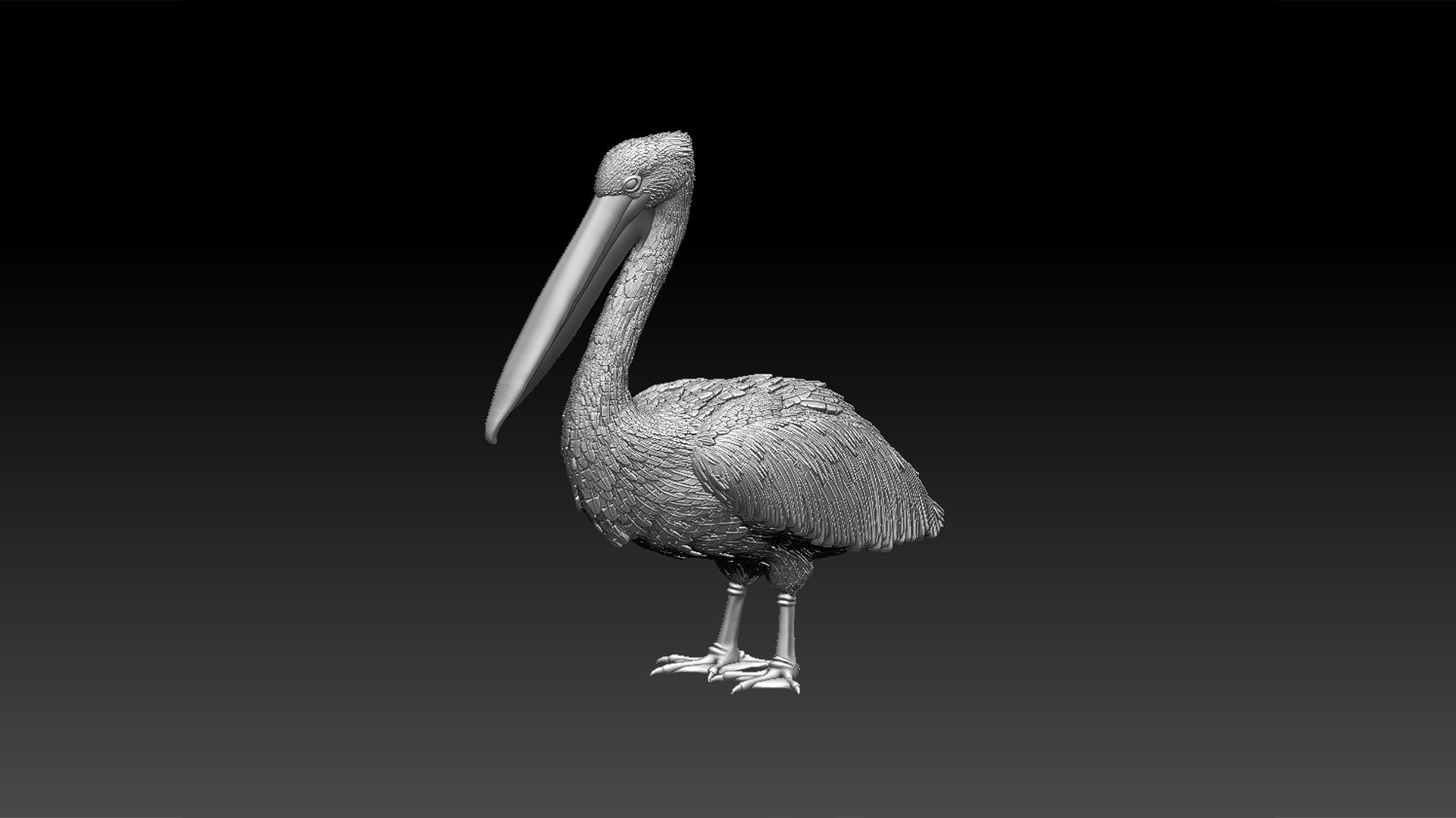 Pelican model - TurboSquid 1901454