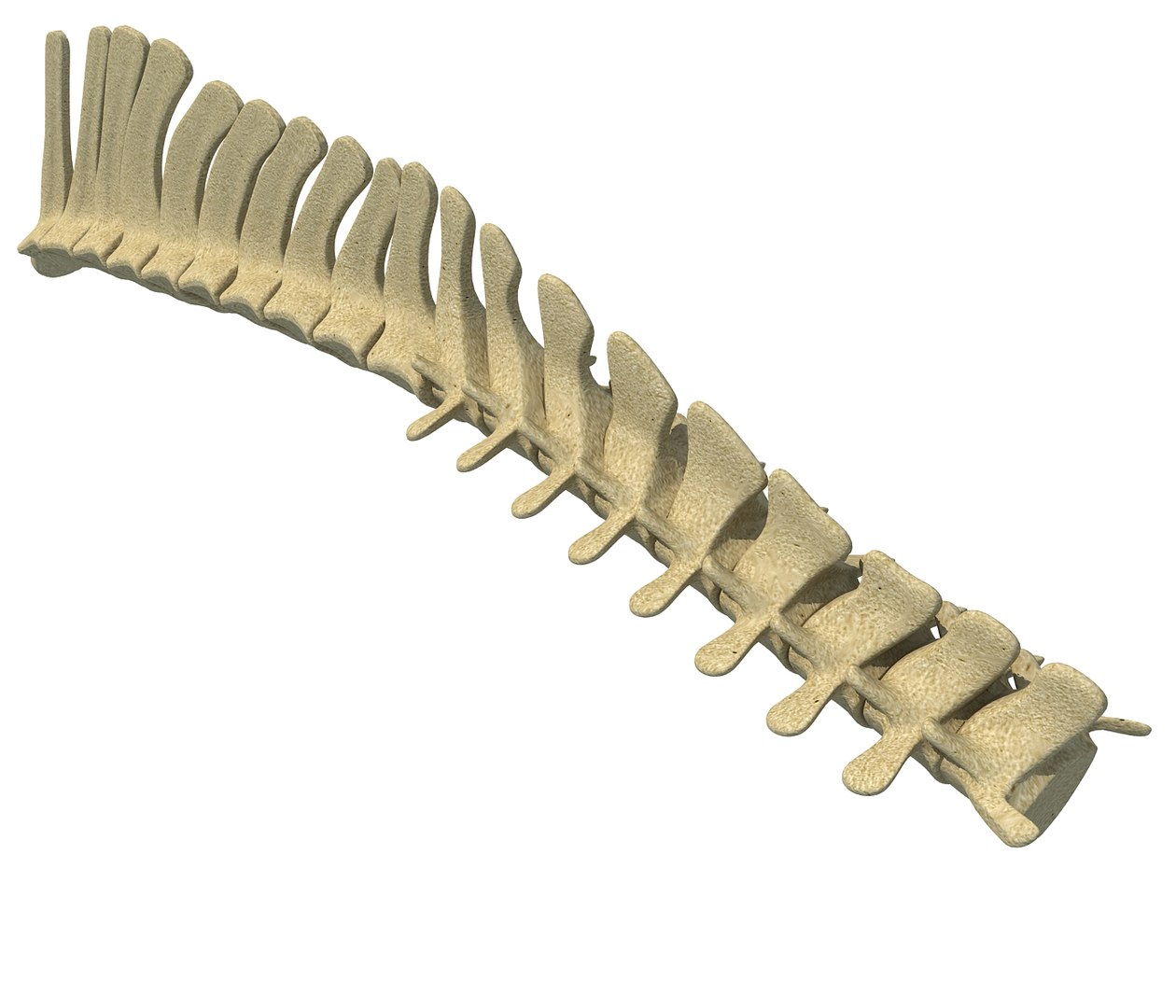 3D Animal Spinal Column - TurboSquid 1177973