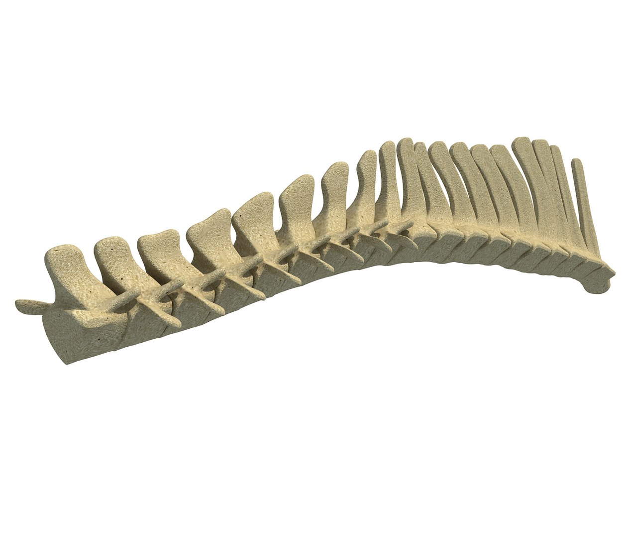 3D Animal Spinal Column - TurboSquid 1177973