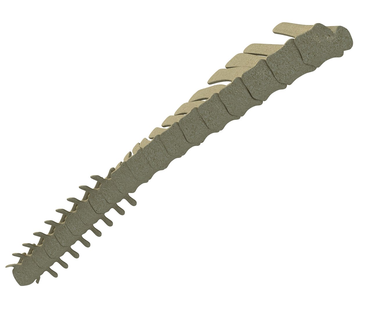3D Animal Spinal Column - TurboSquid 1177973