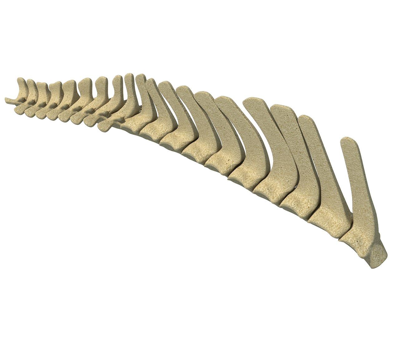 3D Animal Spinal Column - TurboSquid 1177973