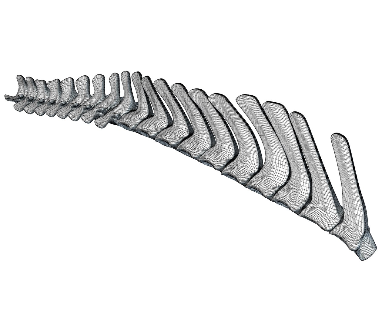 3D Animal Spinal Column - TurboSquid 1177973