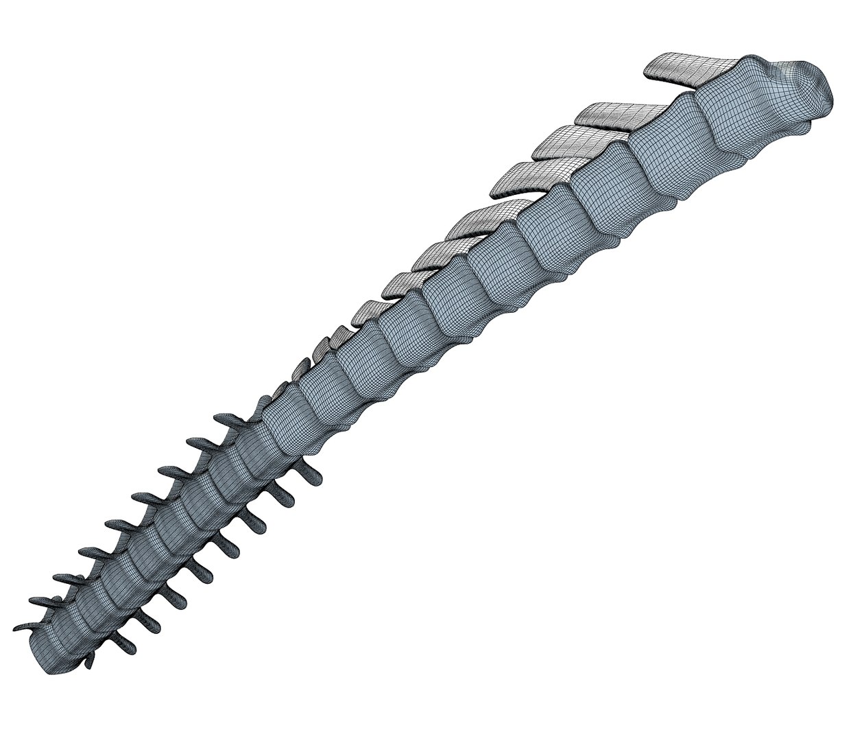 3D Animal Spinal Column - TurboSquid 1177973