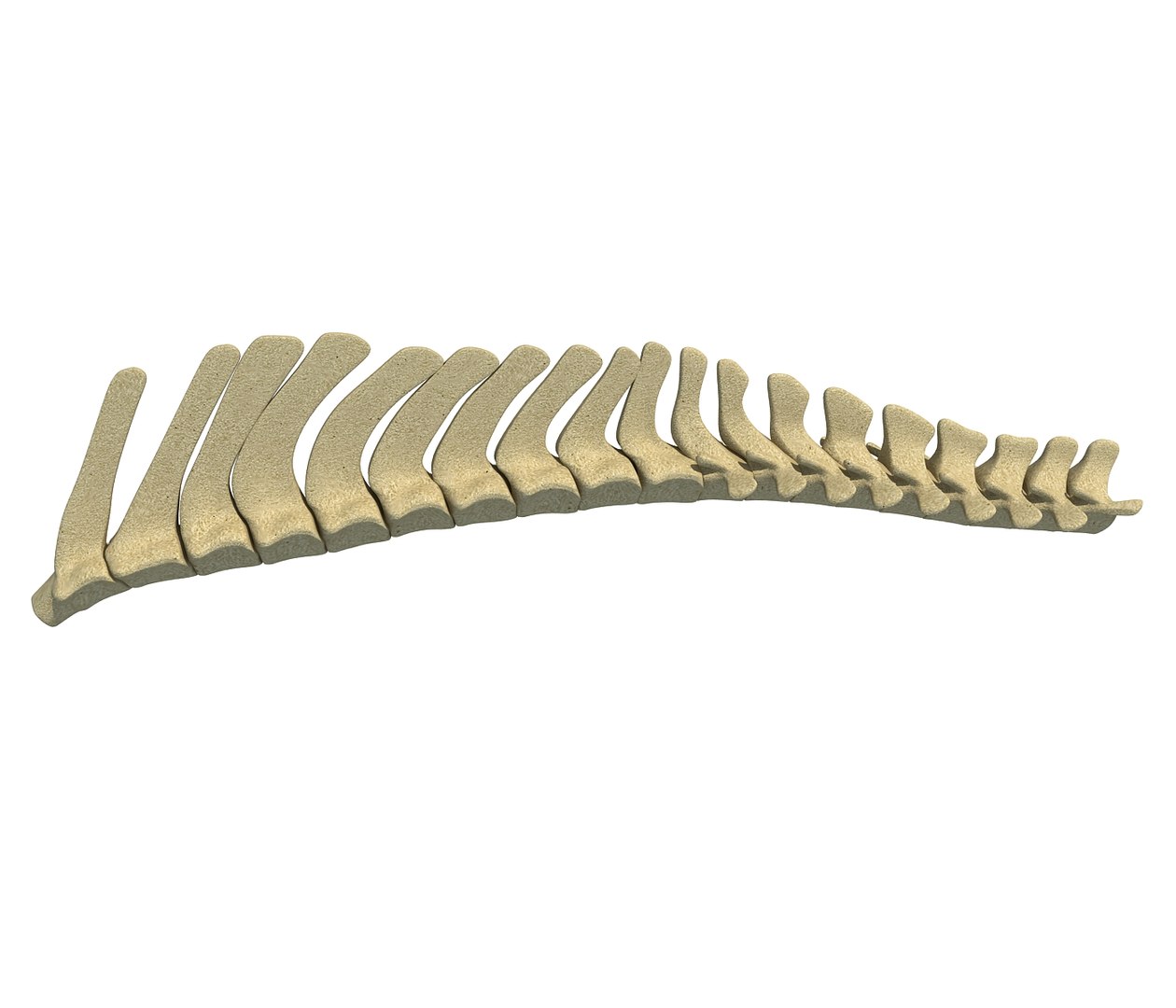 3D Animal Spinal Column - TurboSquid 1177973