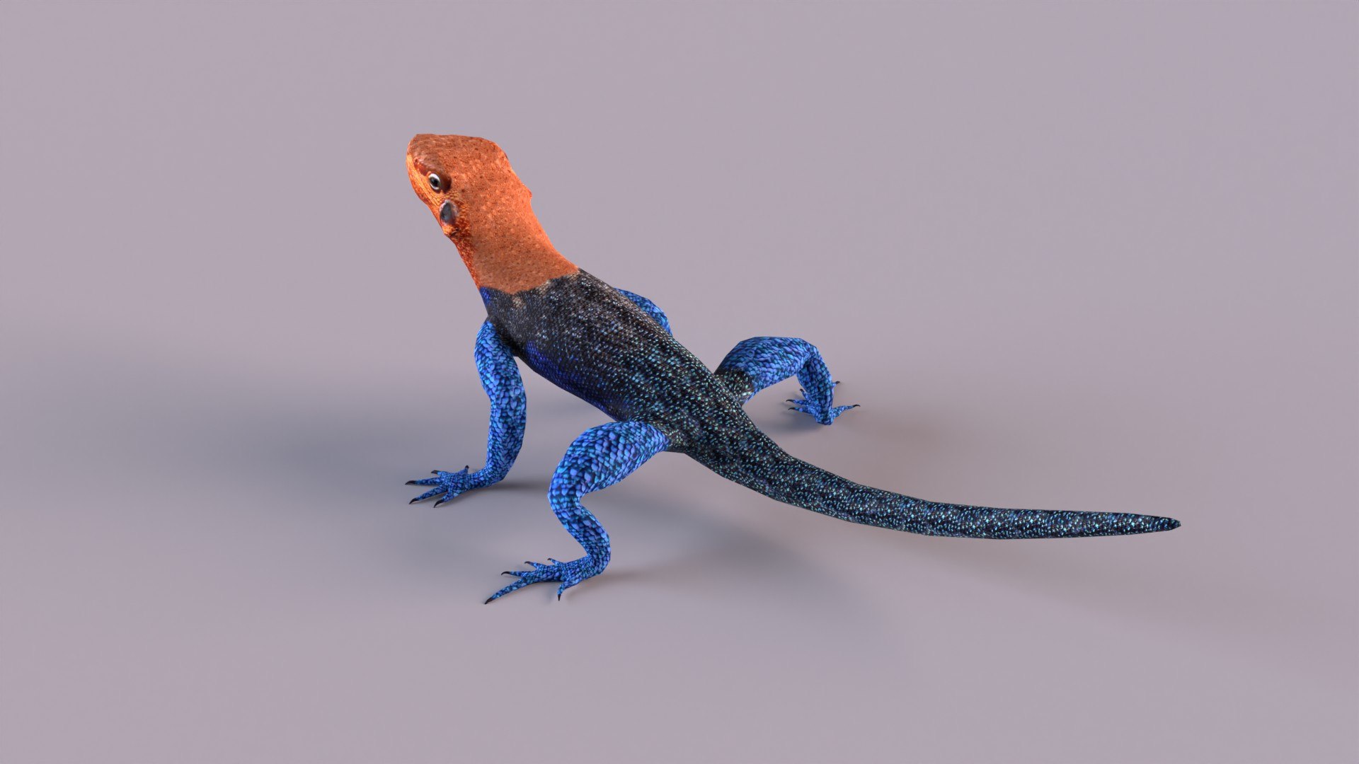 Agamas Africa Color Model - TurboSquid 1269973
