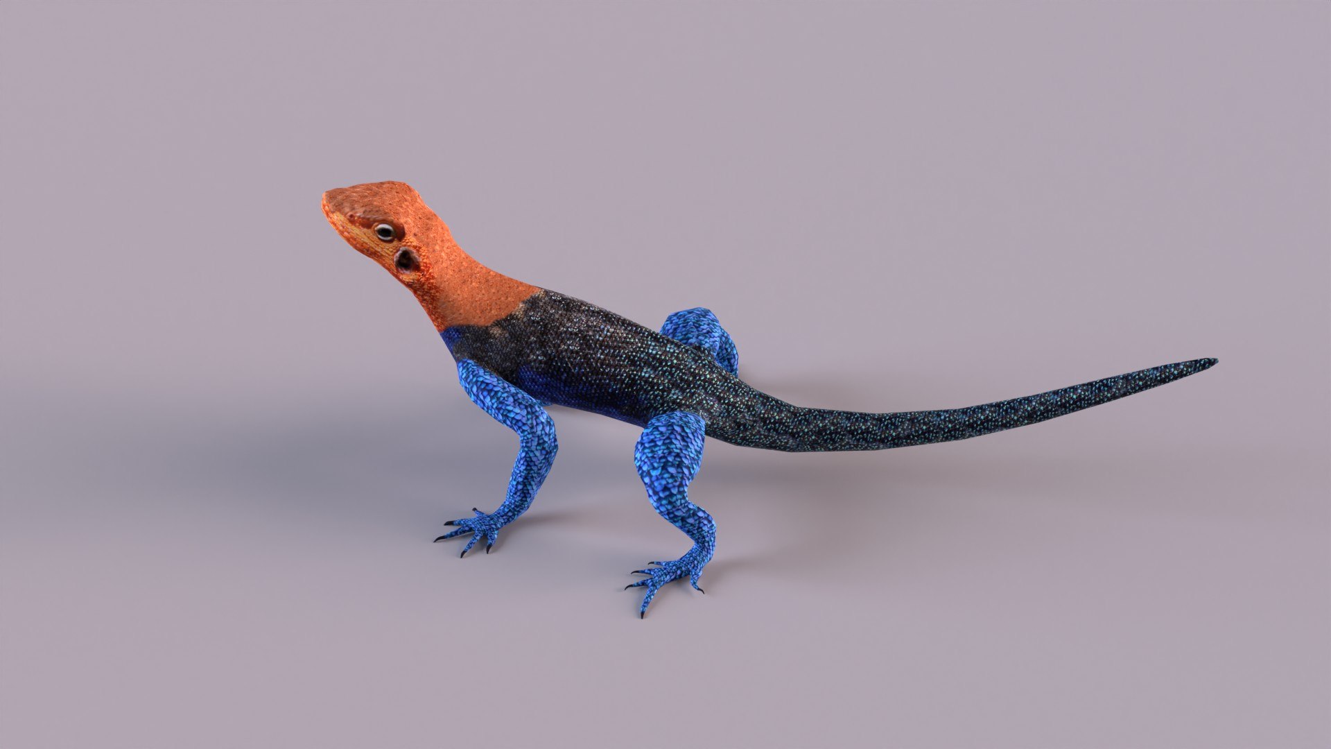 Agamas Africa Color Model - TurboSquid 1269973