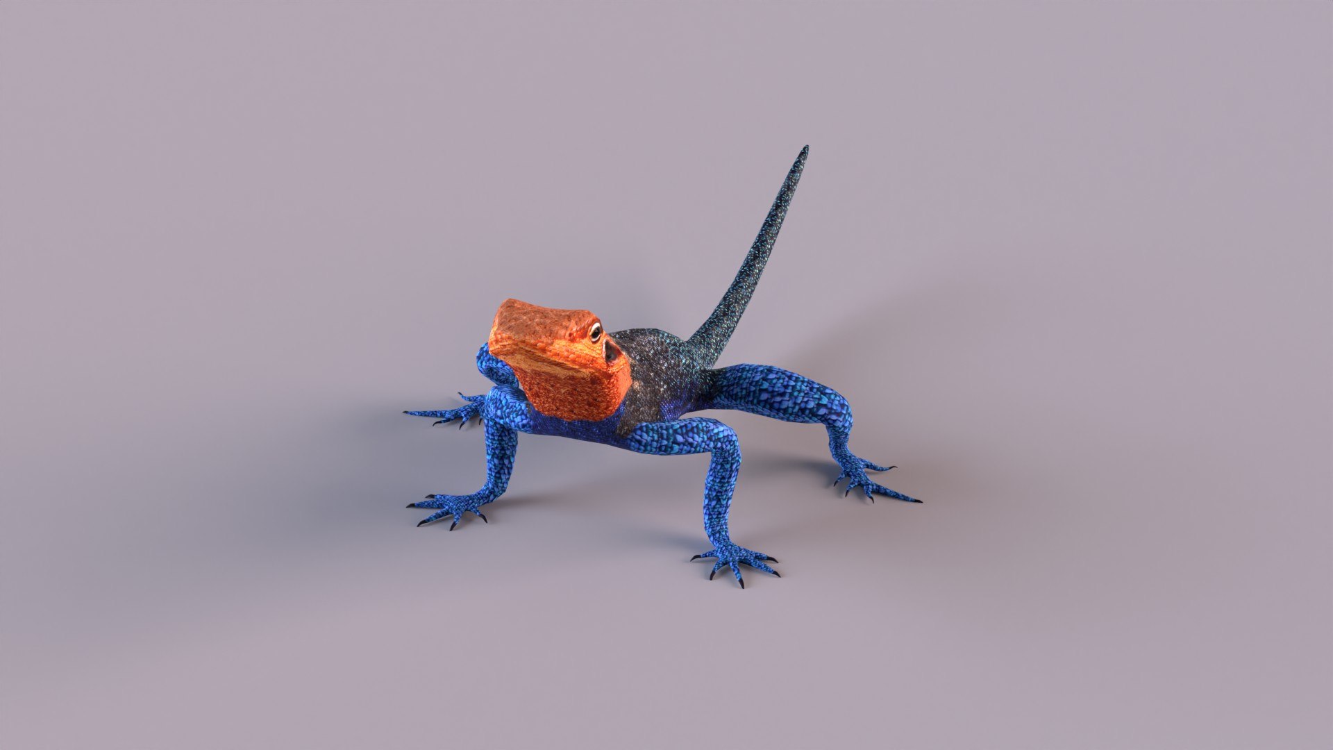 Agamas Africa Color Model - TurboSquid 1269973