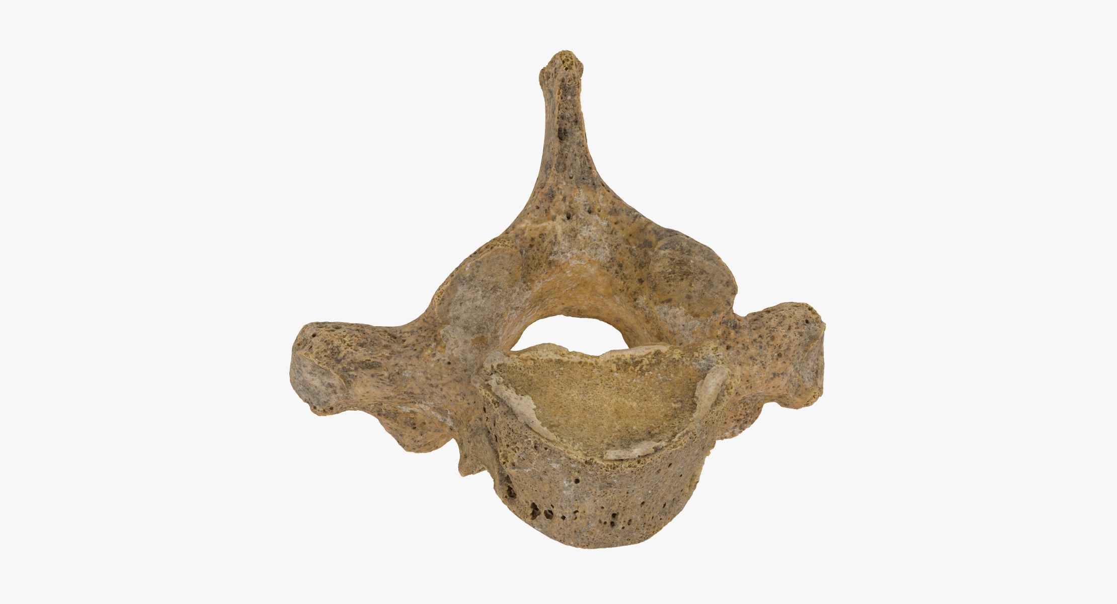 3D thoracic vertebrae th1 th12 - TurboSquid 1546390