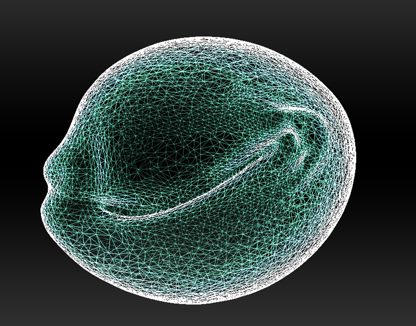 3D Shell Model - TurboSquid 1584490