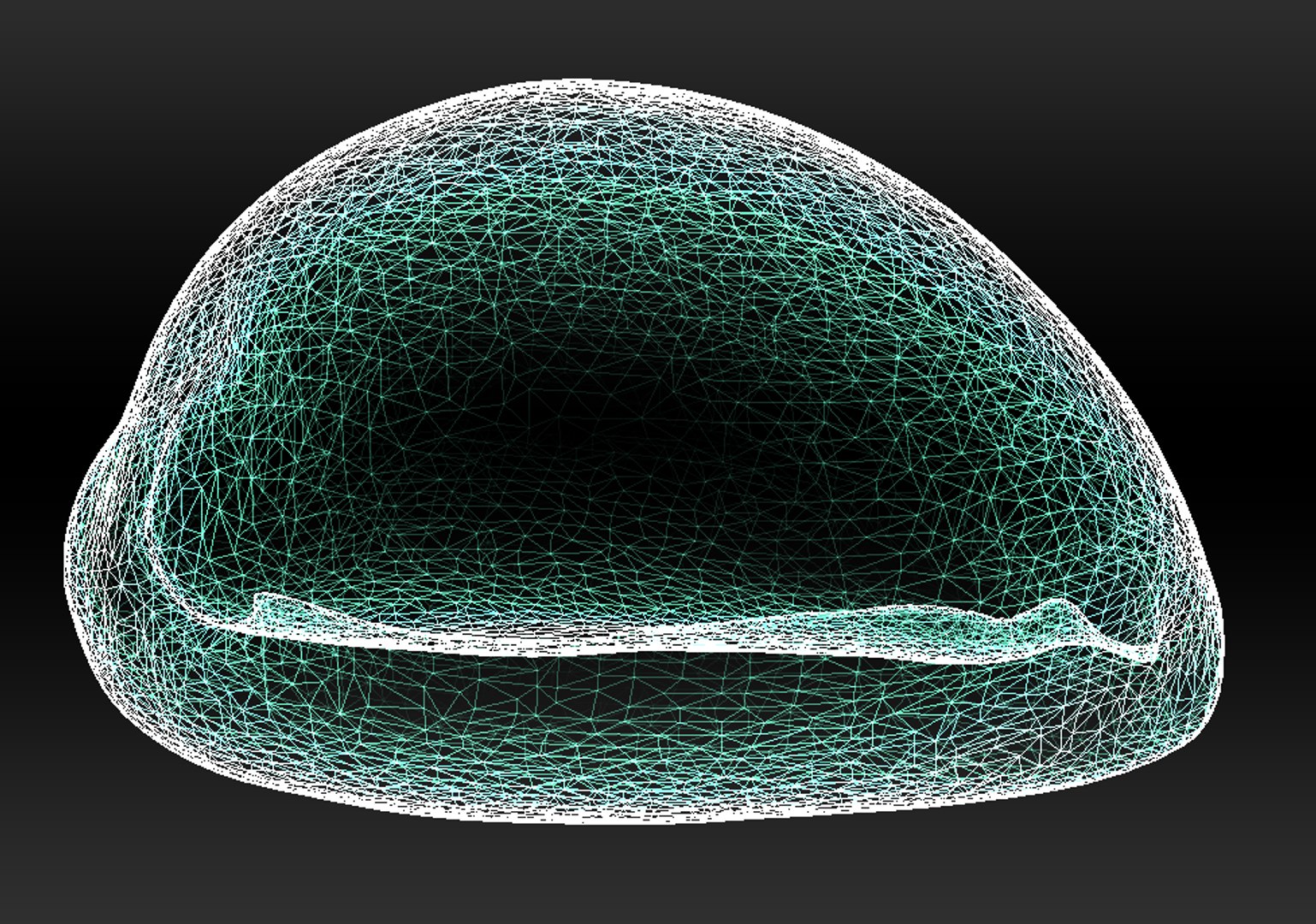 3D Shell Model - TurboSquid 1584490