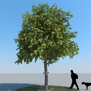 3d realistic linden lime trees