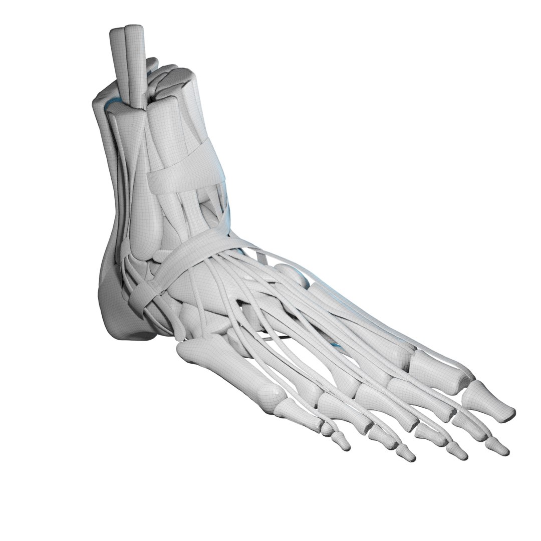 3D Human Foot - TurboSquid 1520180