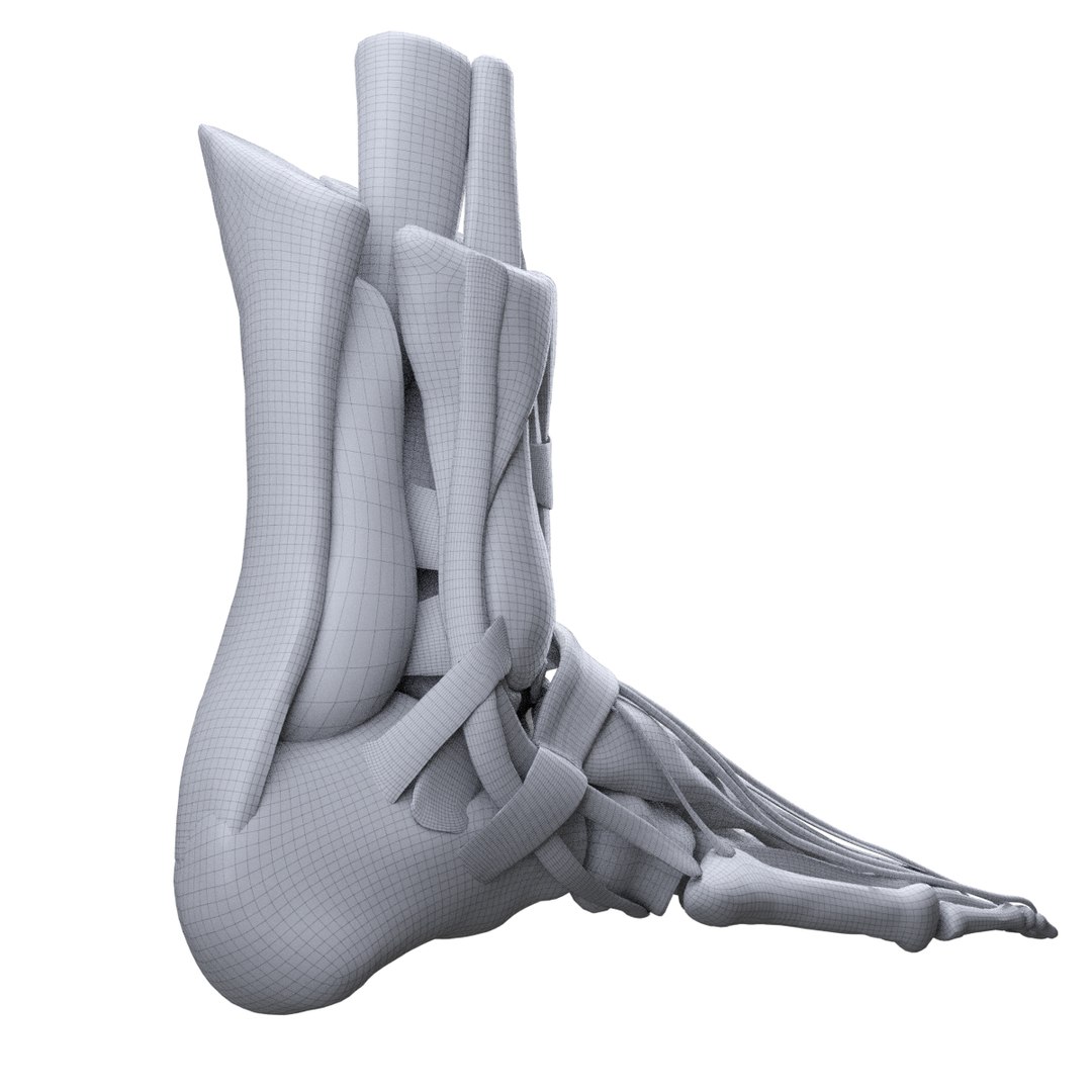 3D Human Foot - TurboSquid 1520180