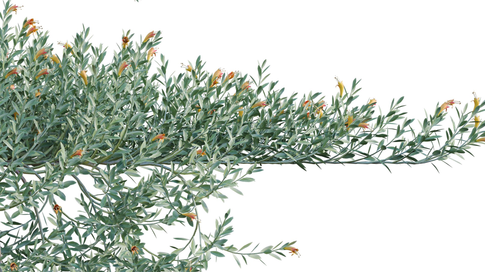 Eremophila Glabra Kalbarri Carpet - Tar Bush 02 3D Model - TurboSquid ...