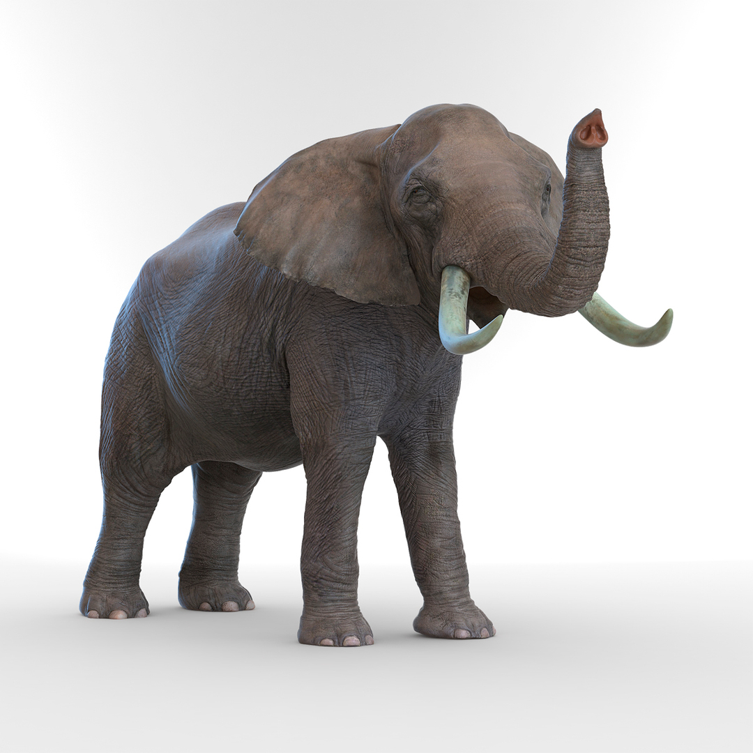 3d elephant pose 3