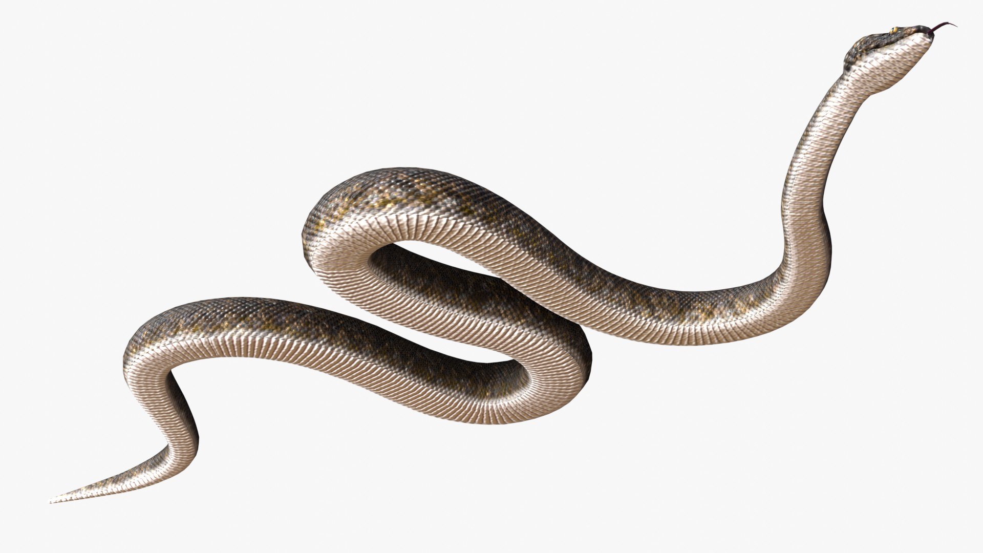 Crawling snake loop animation 3D model - TurboSquid 1639323