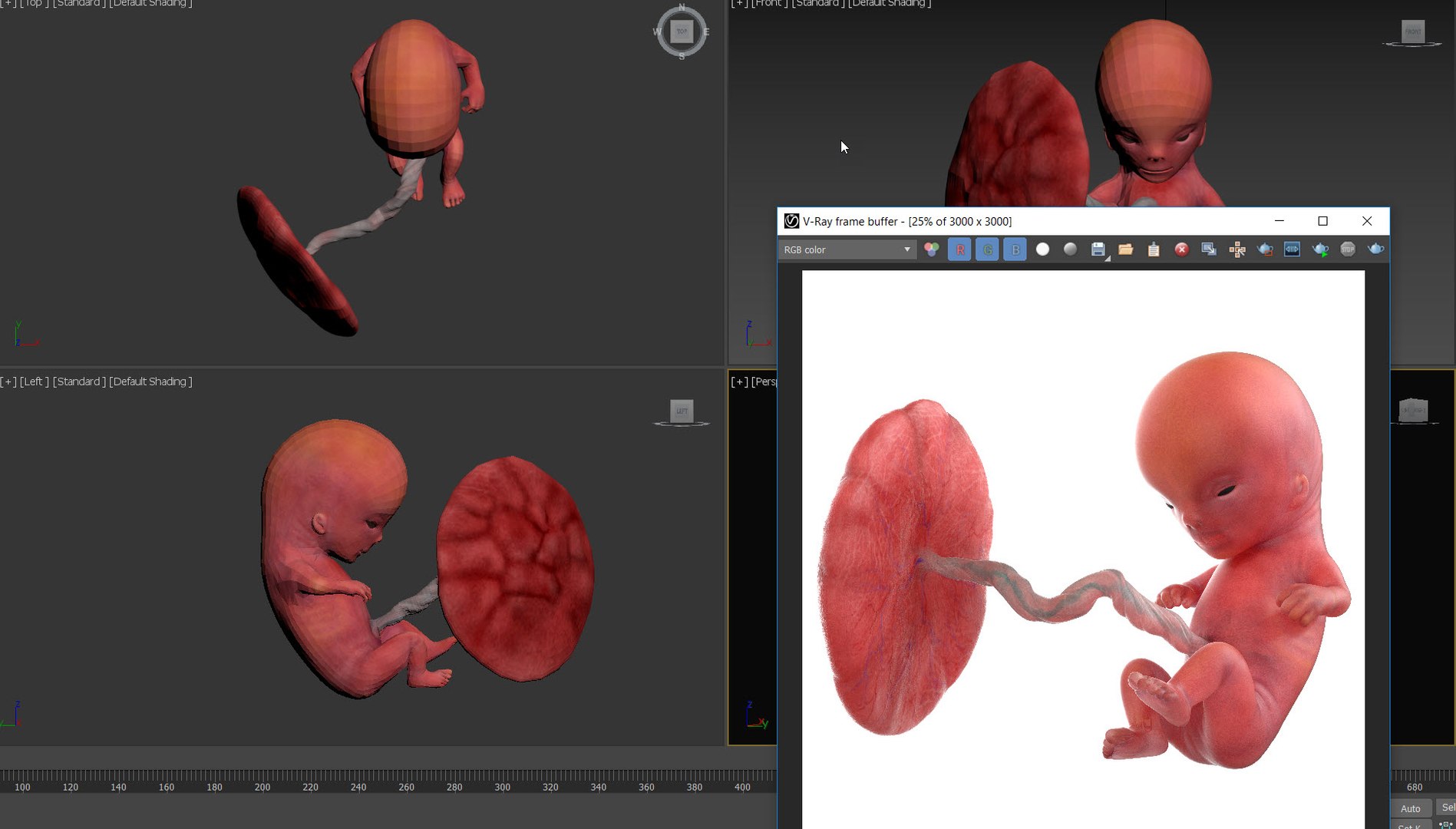 3D Fetus Week 11 Animated - TurboSquid 1863358