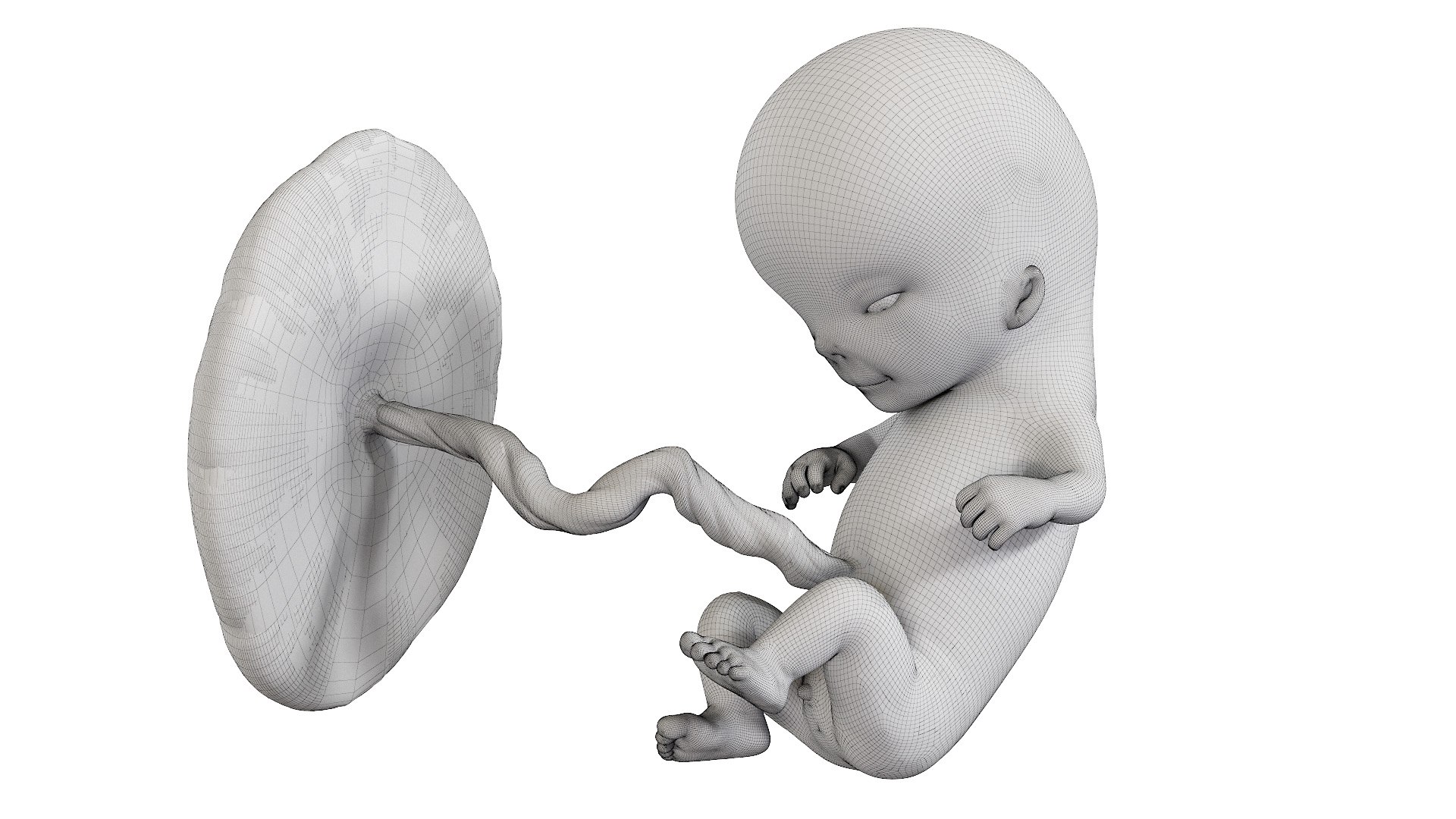 3D Fetus Week 11 Animated - TurboSquid 1863358