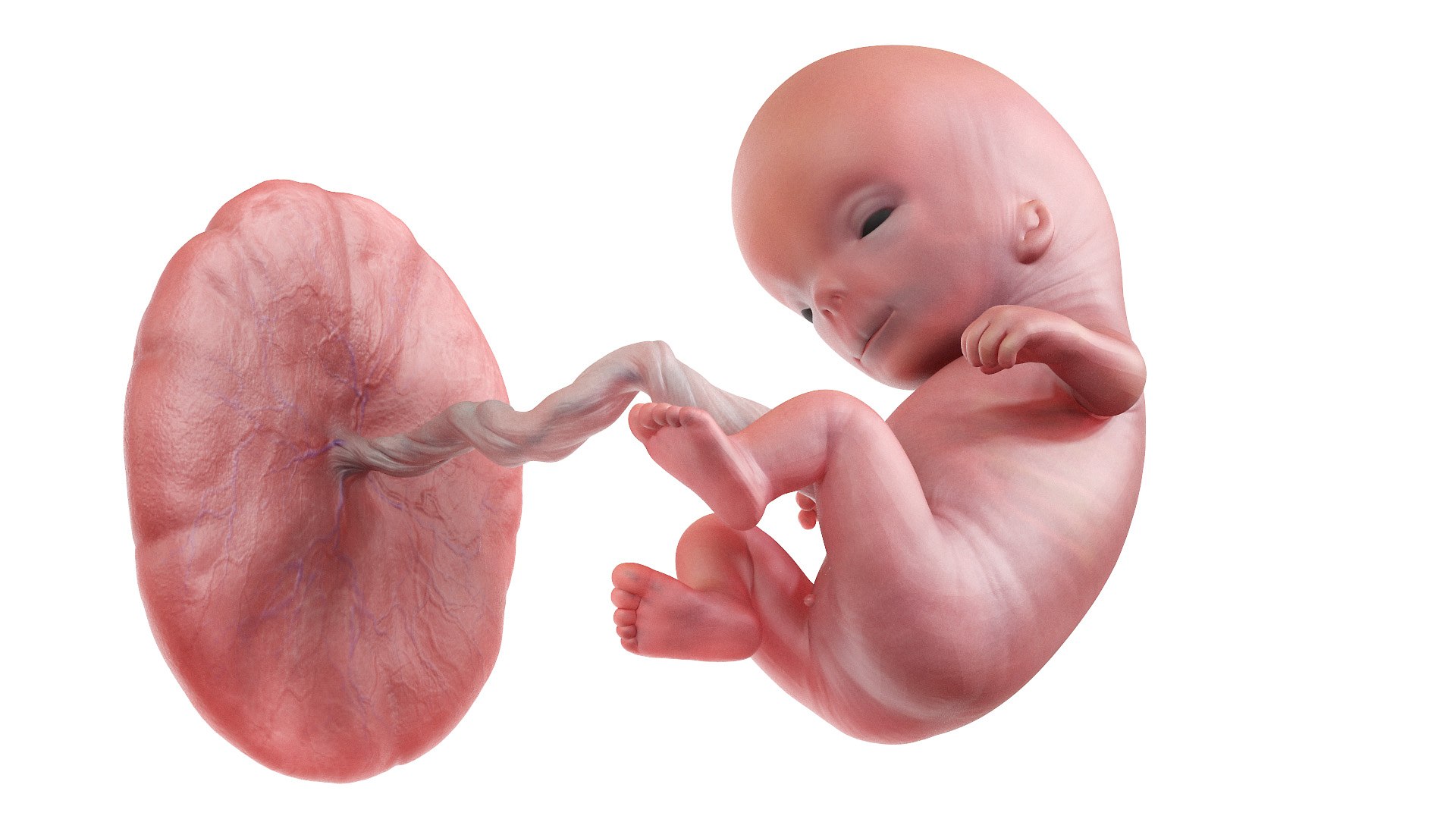 3D Fetus Week 11 Animated - TurboSquid 1863358