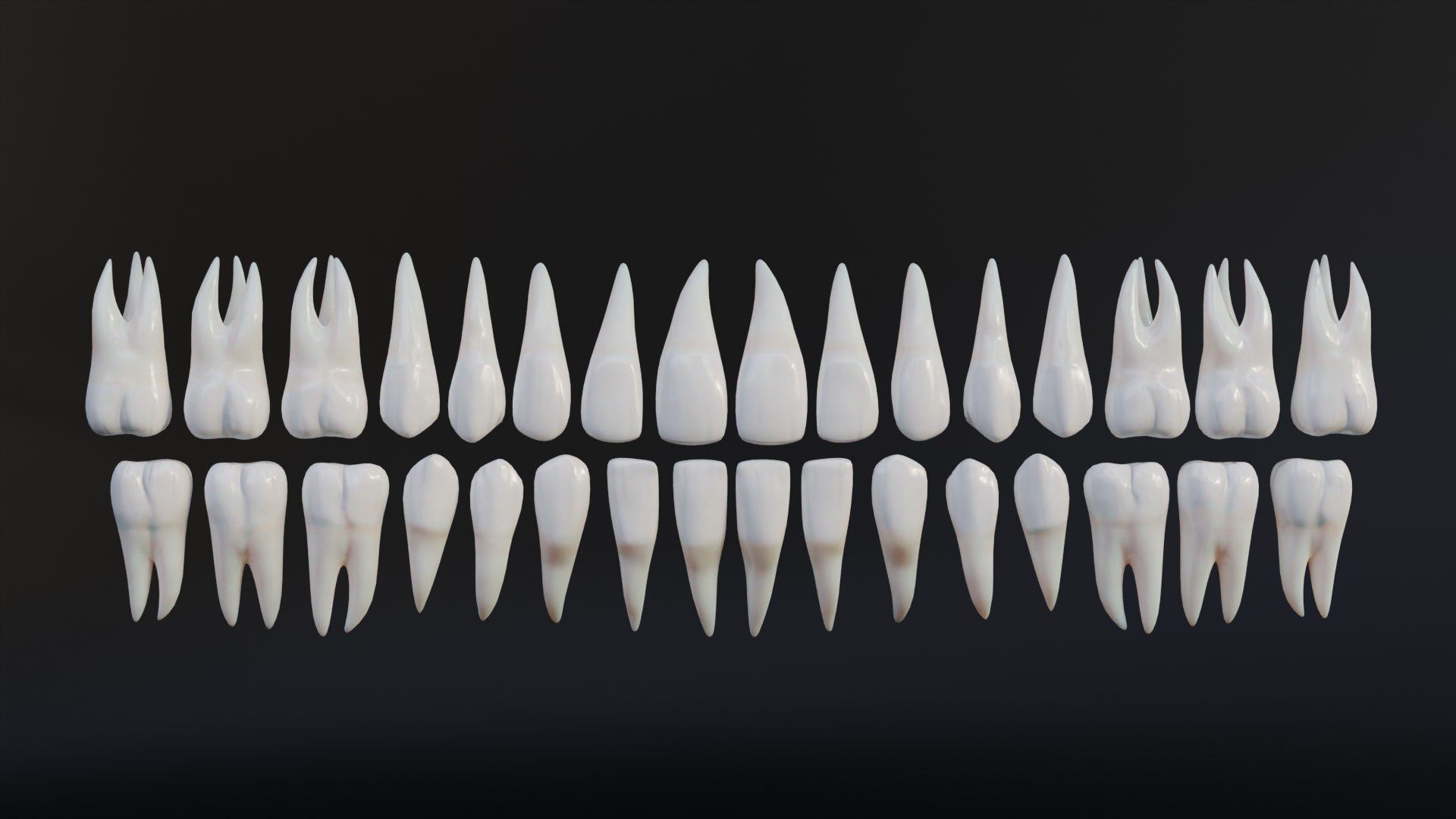 3D Model Clean Human Teeth Realistic And Detailed - TurboSquid 2338424