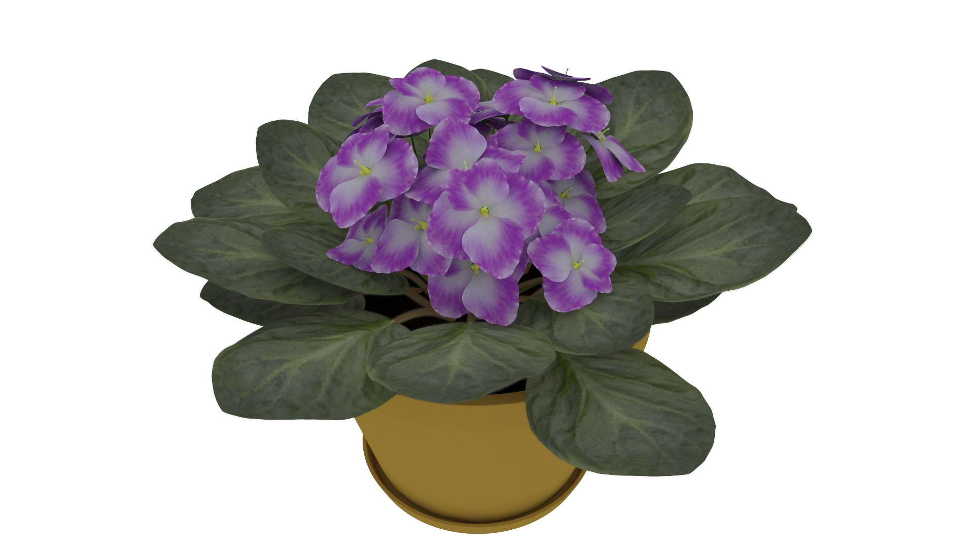 3D violet - TurboSquid 1489905