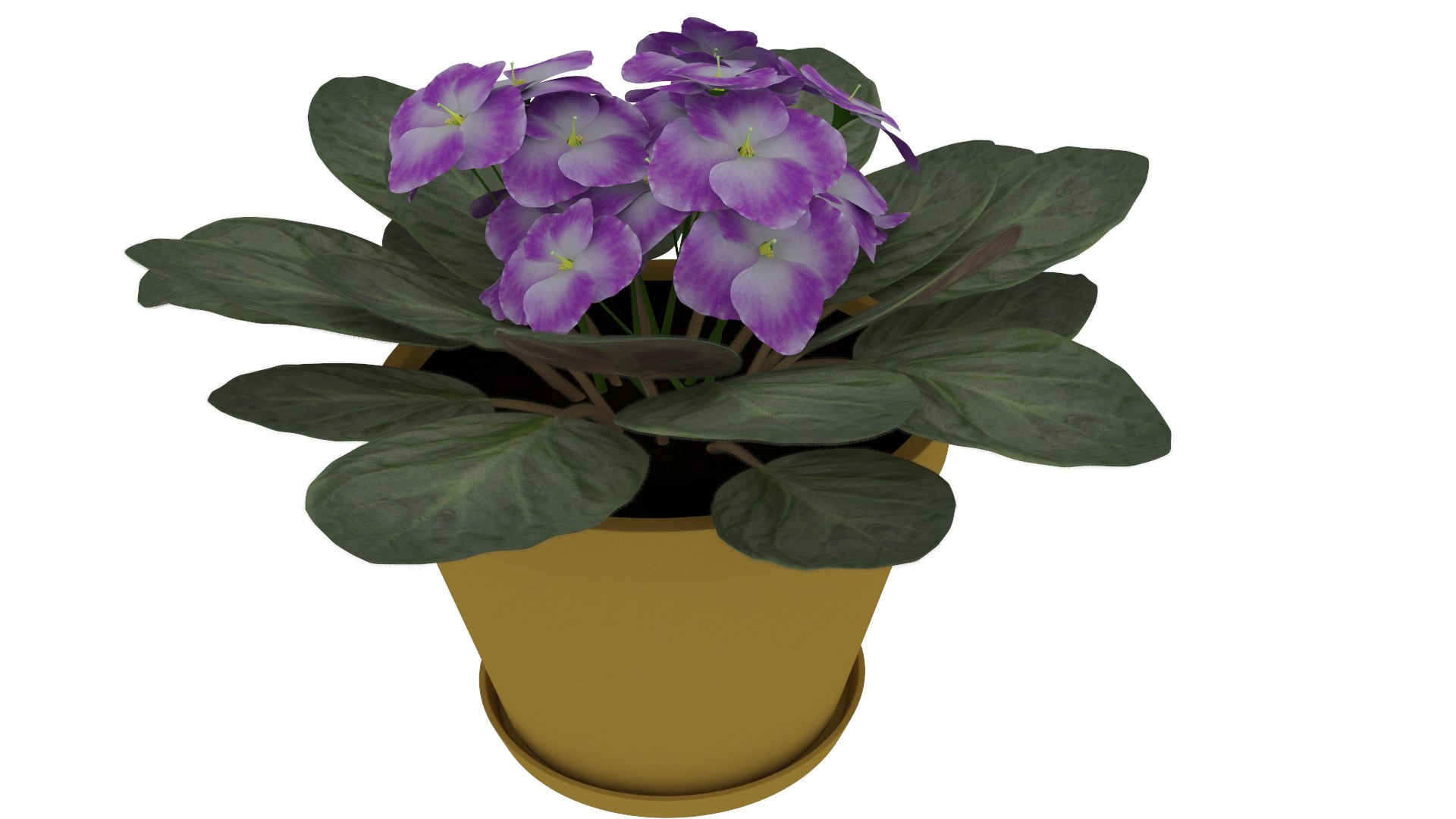 3D violet - TurboSquid 1489905