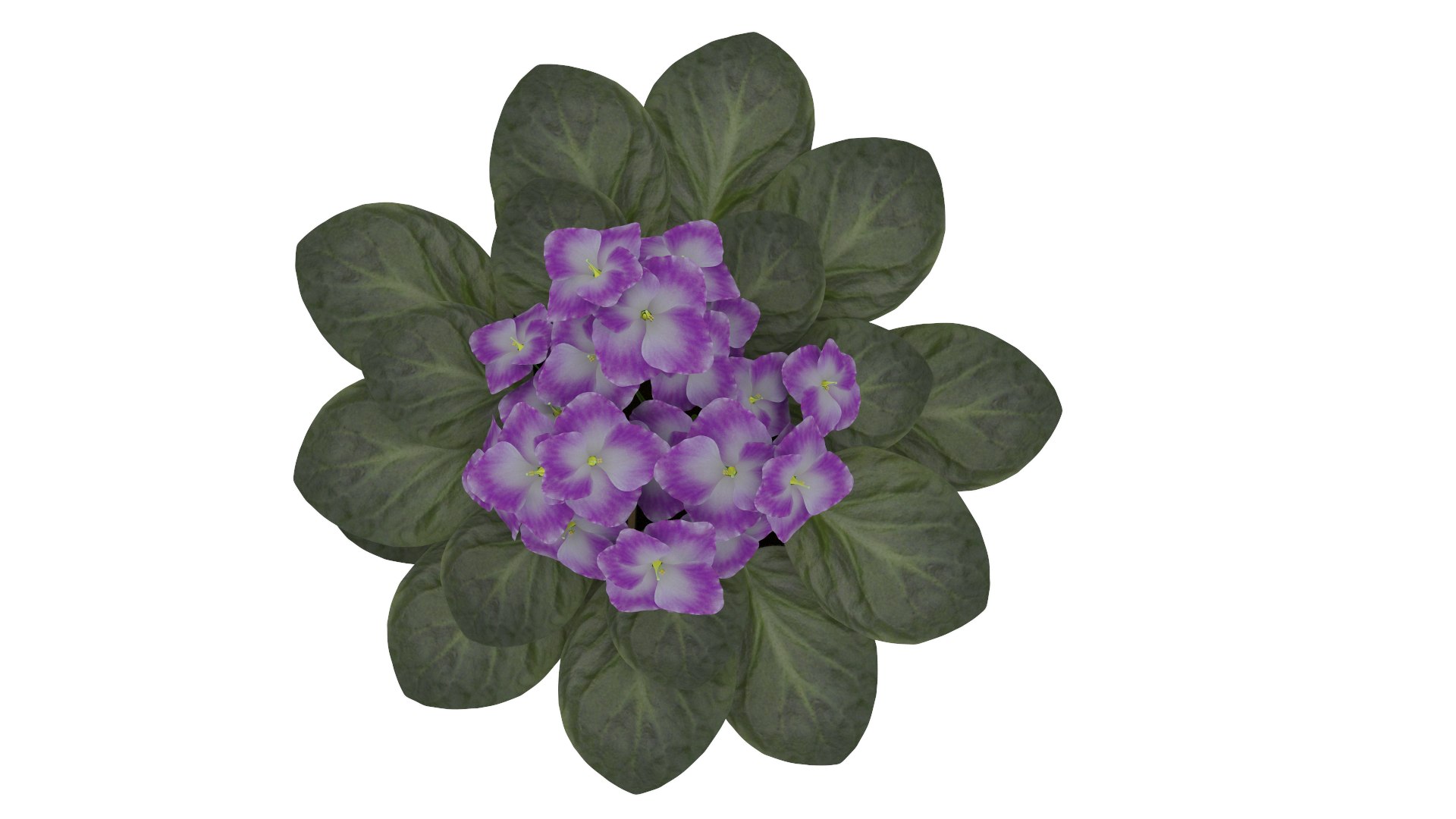 3D violet - TurboSquid 1489905