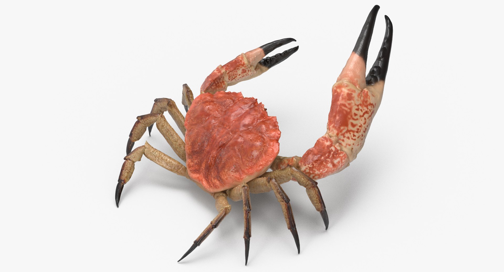 3d Model Tasmanian Giant Crab Rigged