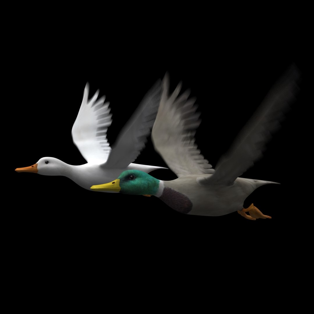 duck different flying animation 3d model