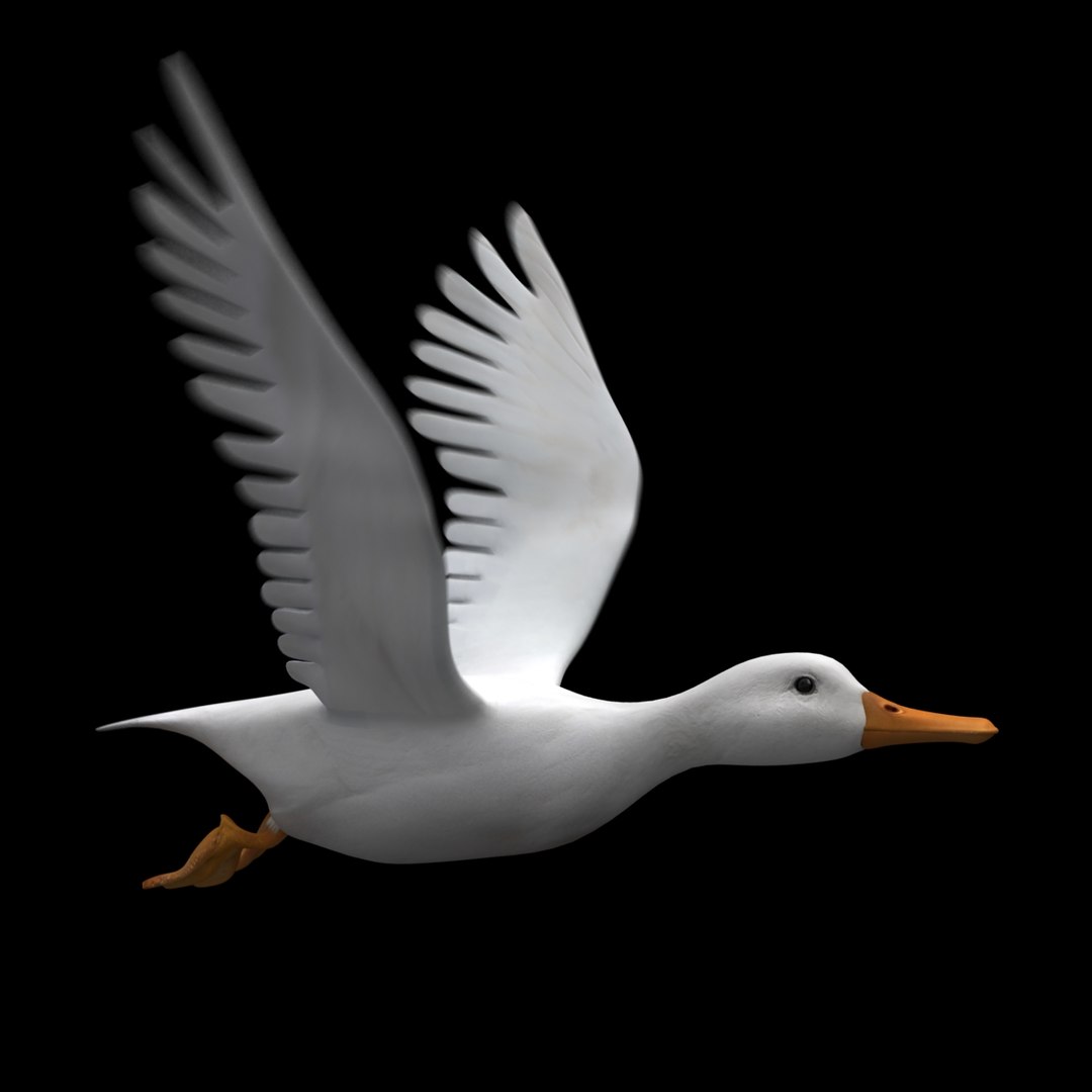 duck different flying animation 3d model