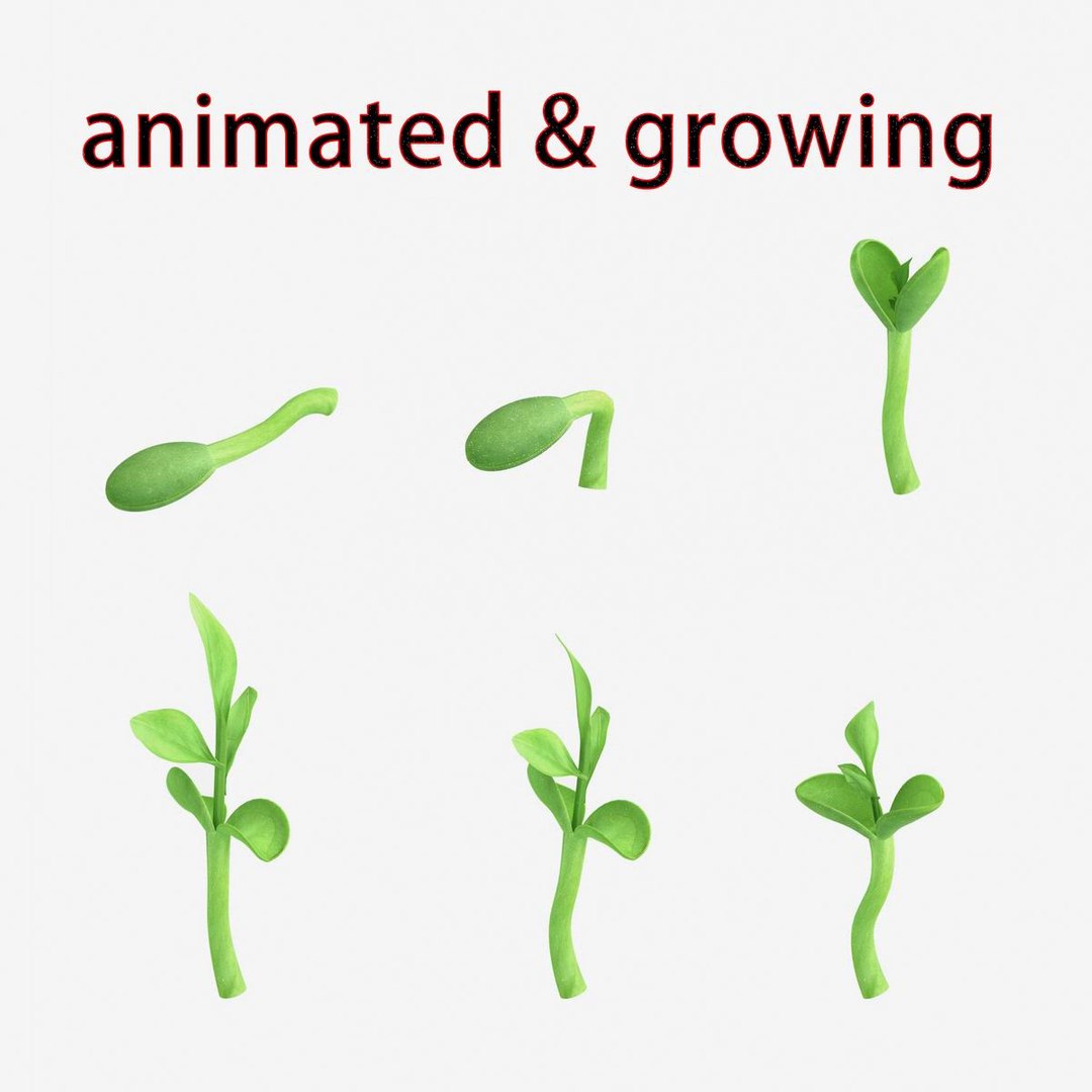 3D Germination Seed Model - TurboSquid 1667479