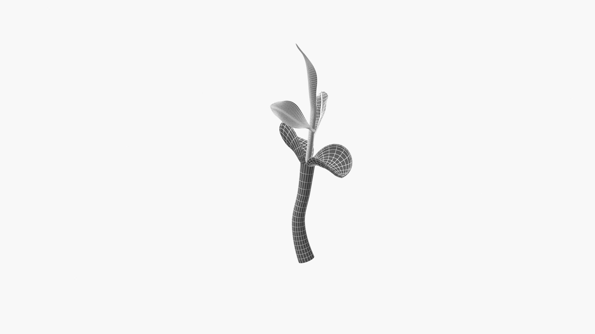 3D Germination Seed Model - TurboSquid 1667479