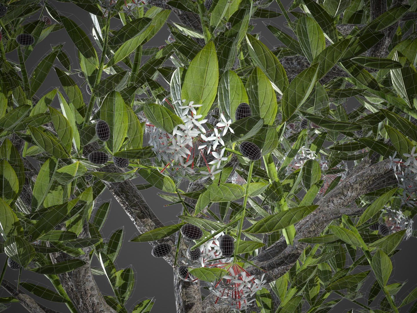 2021 PBR Egyptian Carissa Collection - Carissa Edulis 3D Model ...