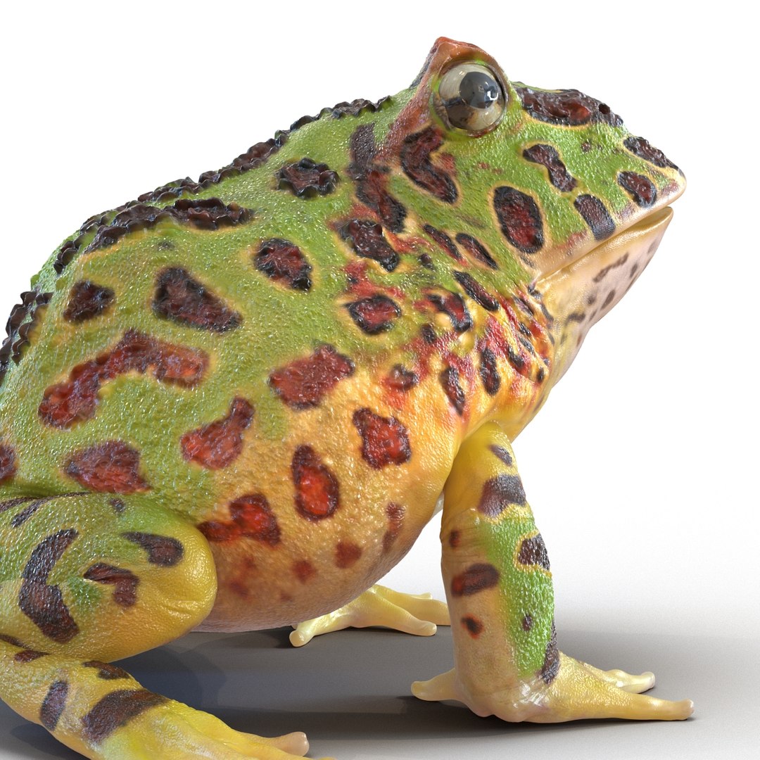 Pacman Frog Pose 3 3d Model