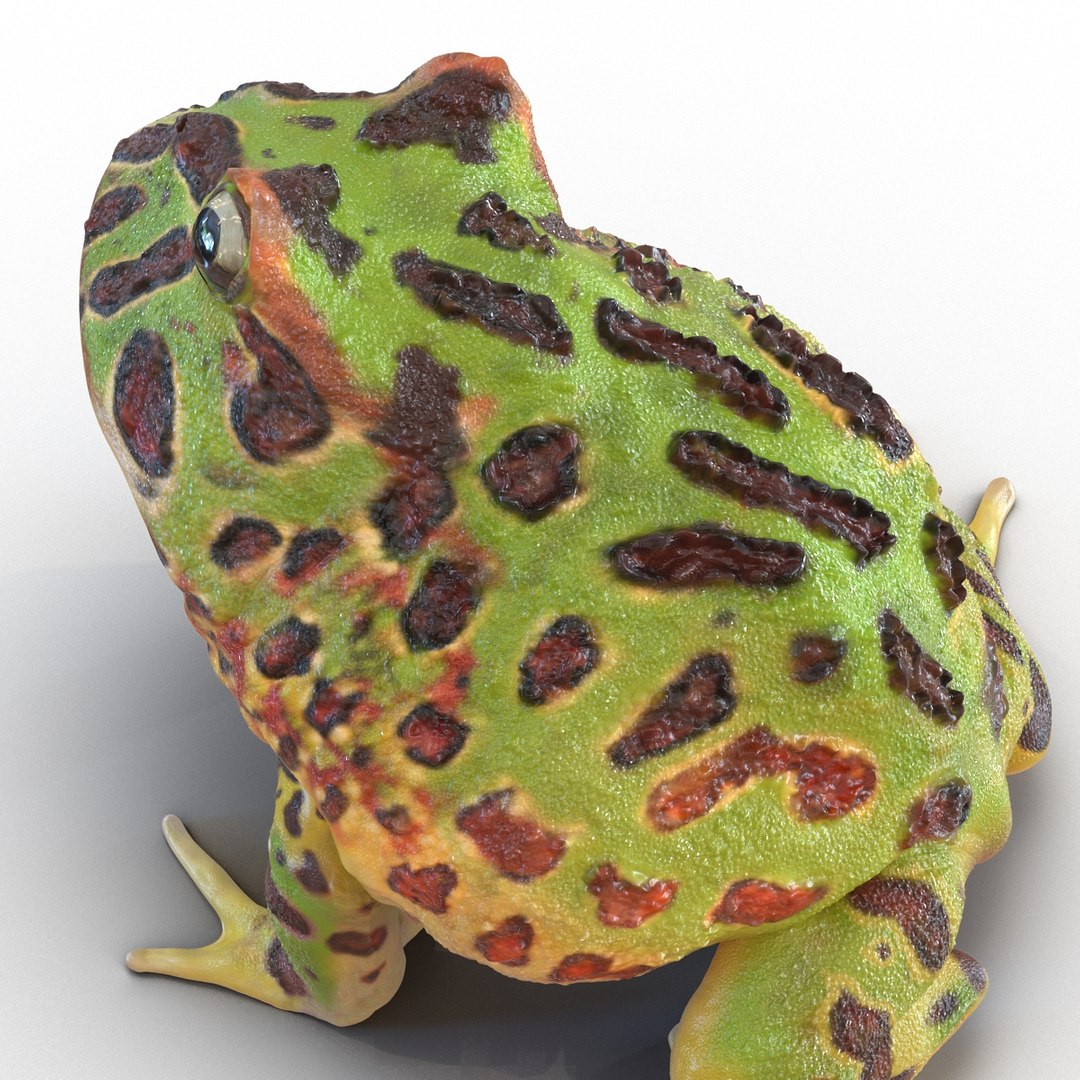 Pacman Frog Pose 3 3d Model