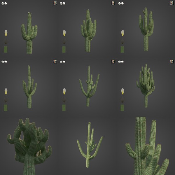 Free Cactus 3D Models for Download | TurboSquid