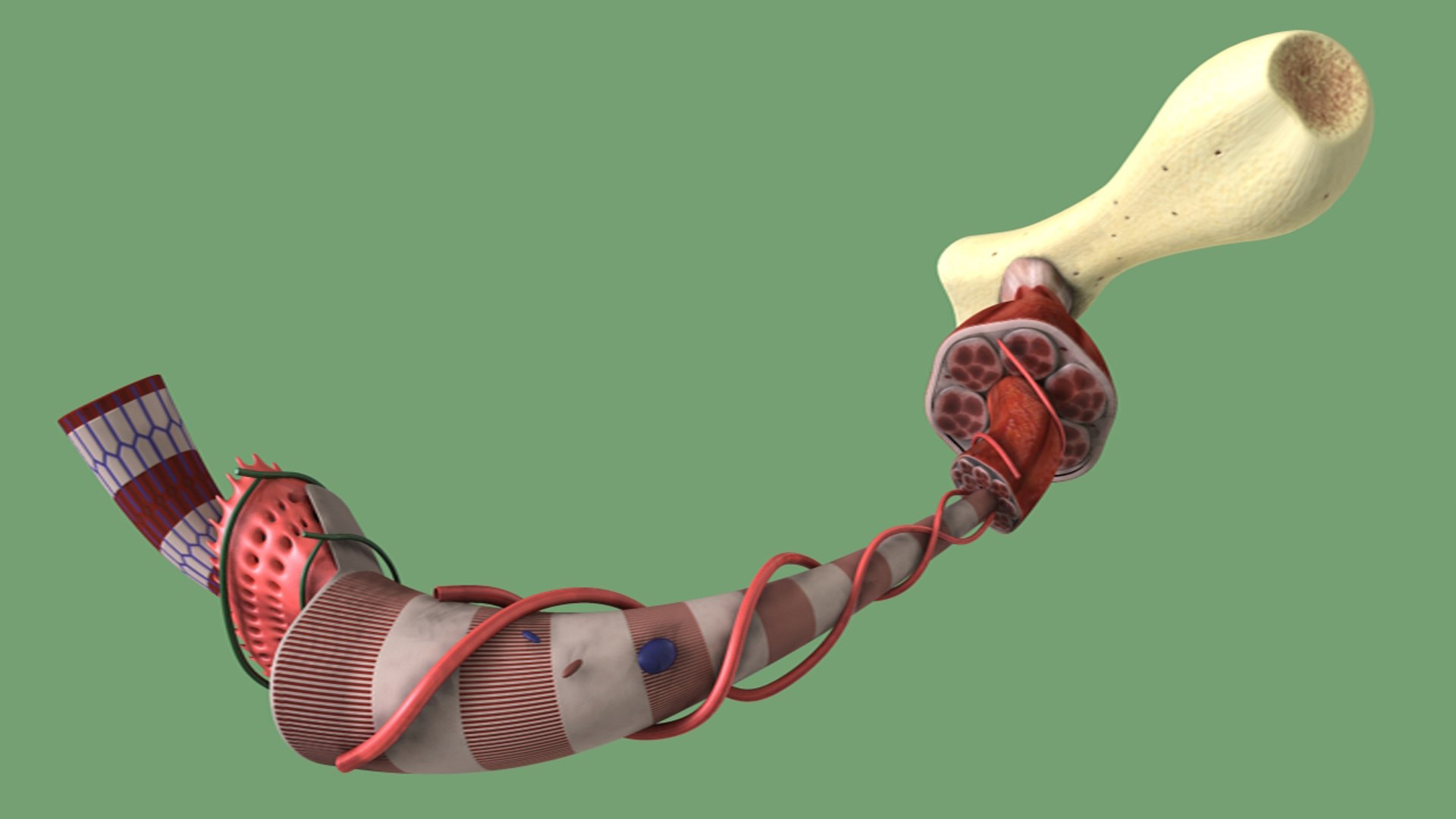 muscle tissue obj