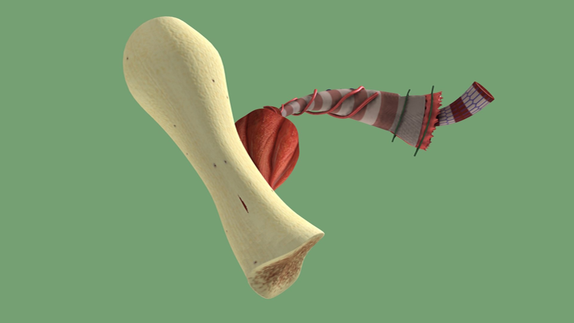 muscle tissue obj