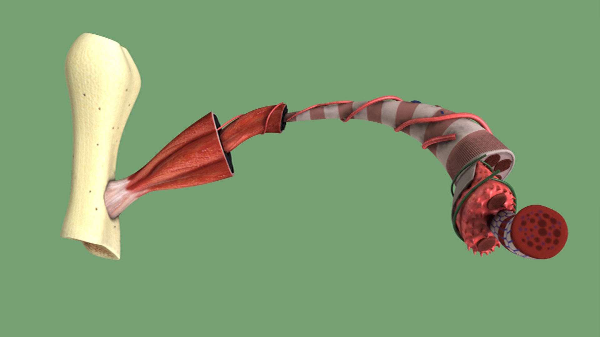 muscle tissue obj