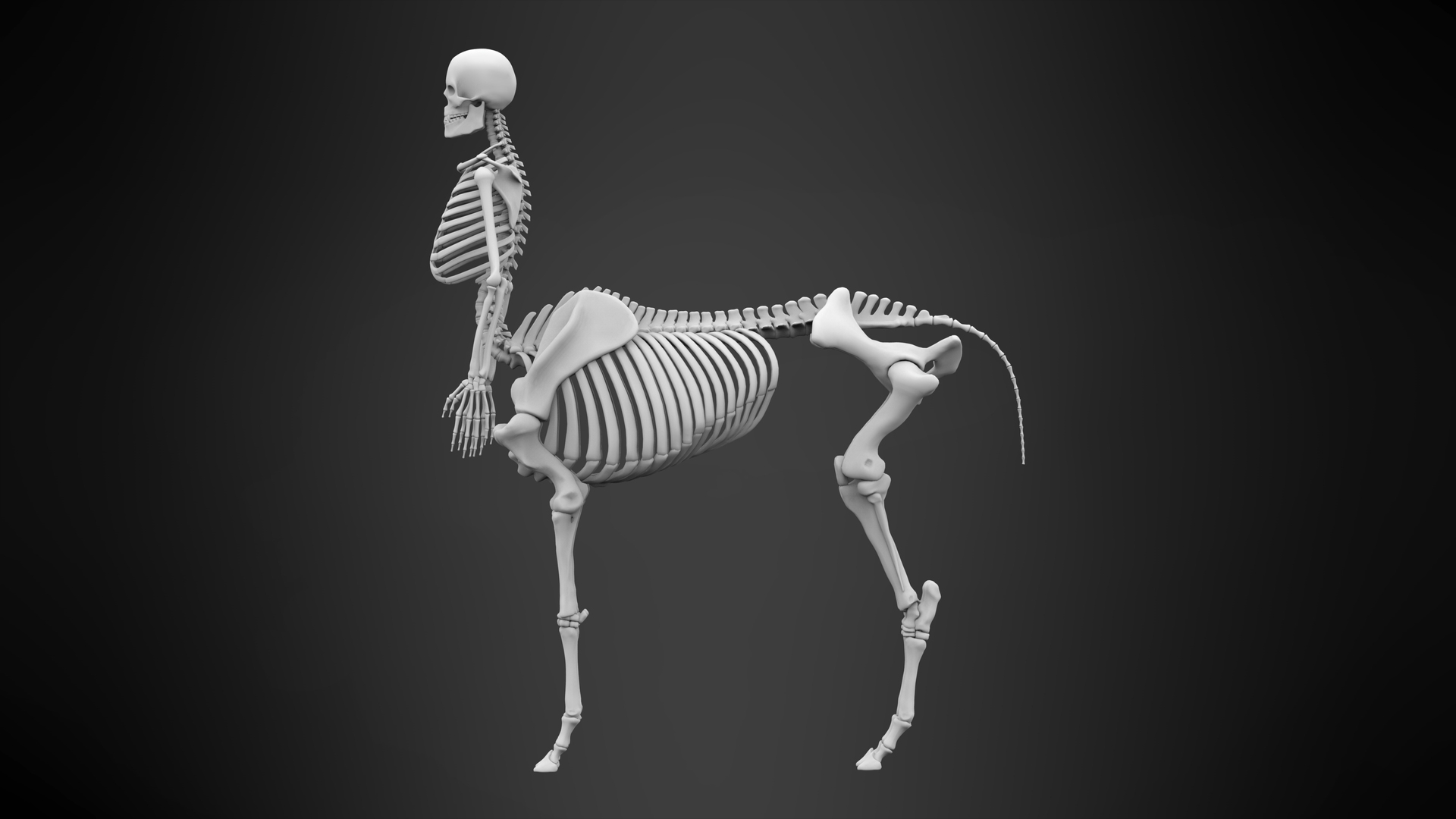ケンタウロスの骨格3Dモデル - TurboSquid 1525995