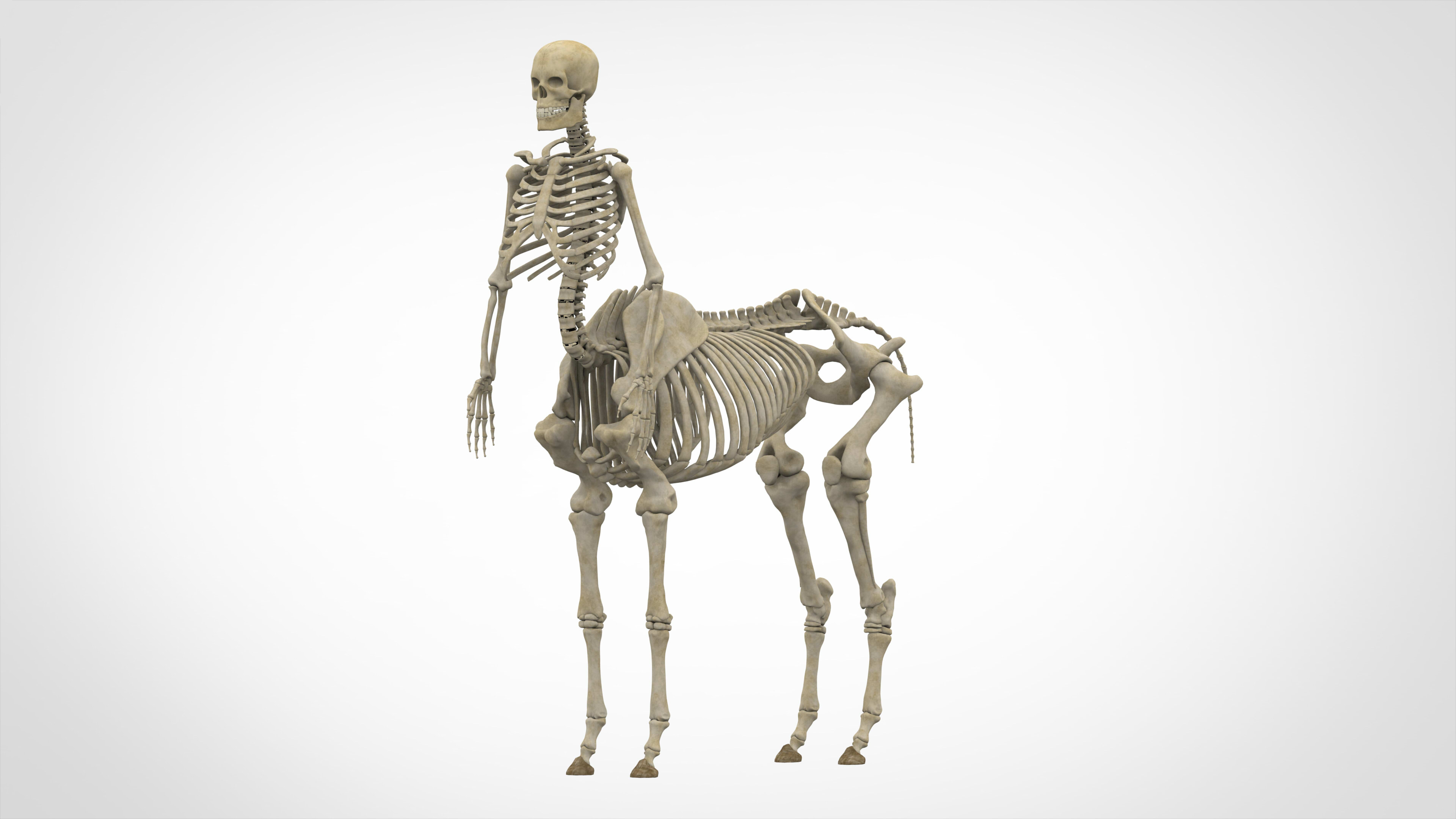3D centaur skeleton - TurboSquid 1525995