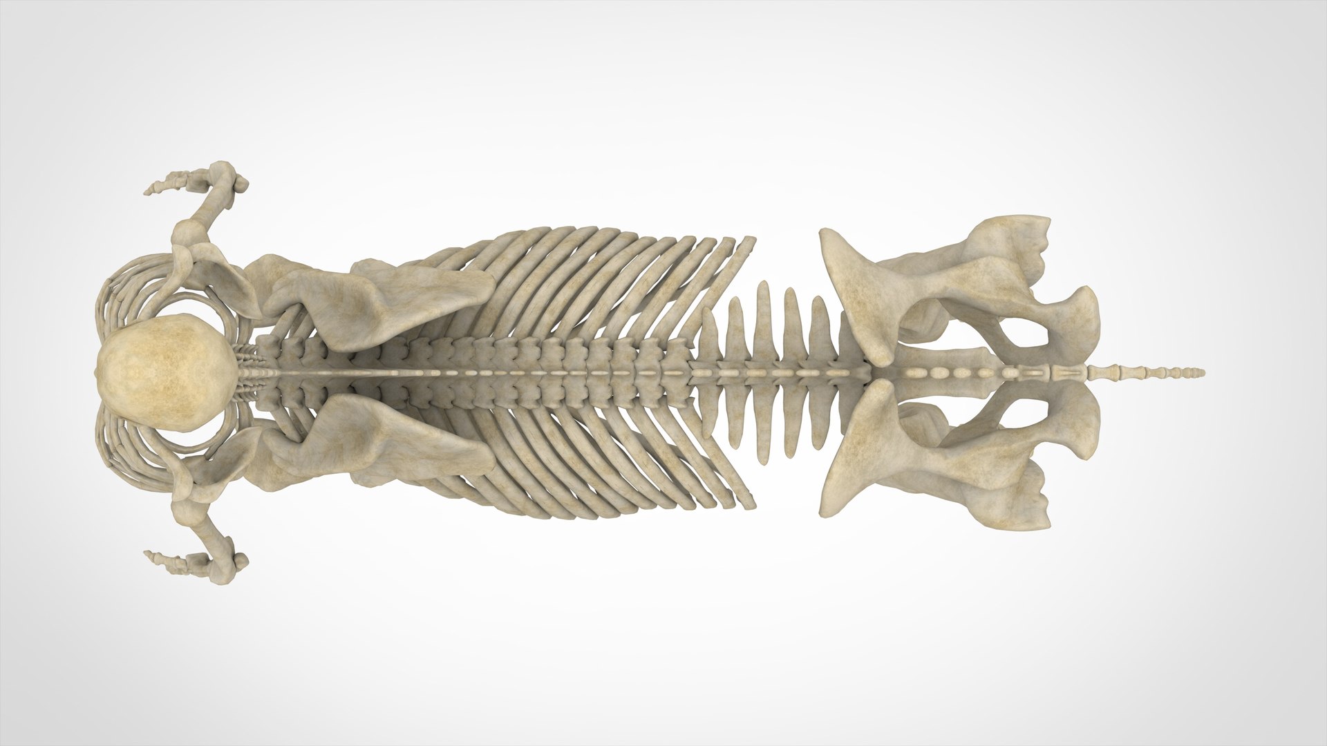 centaur skeleton found