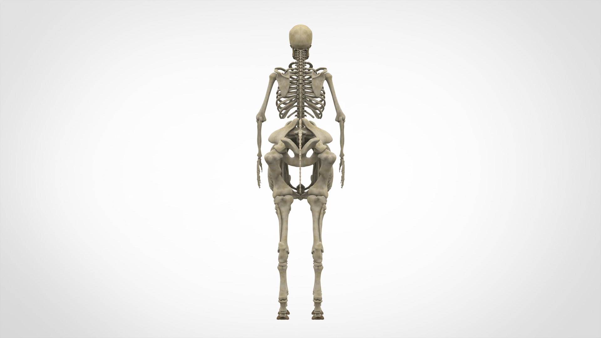 3D Centaur Skeleton - TurboSquid 1525995