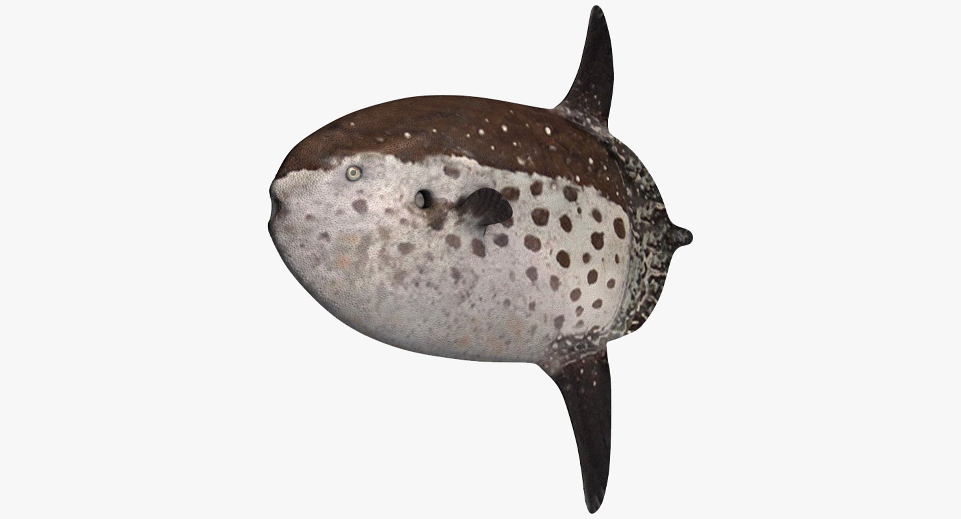 3D sharptail mola model - TurboSquid 1200654