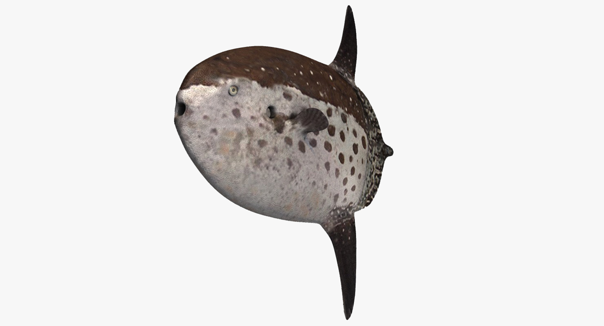 3D sharptail mola model - TurboSquid 1200654